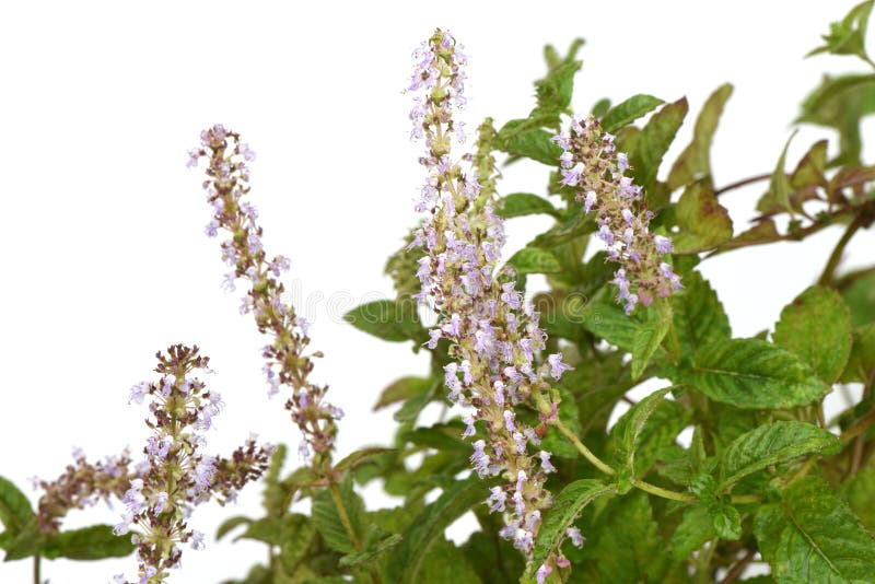 Grass Jelly ( Mesona Chinensis),trees. Stock Photo - Image of native ...