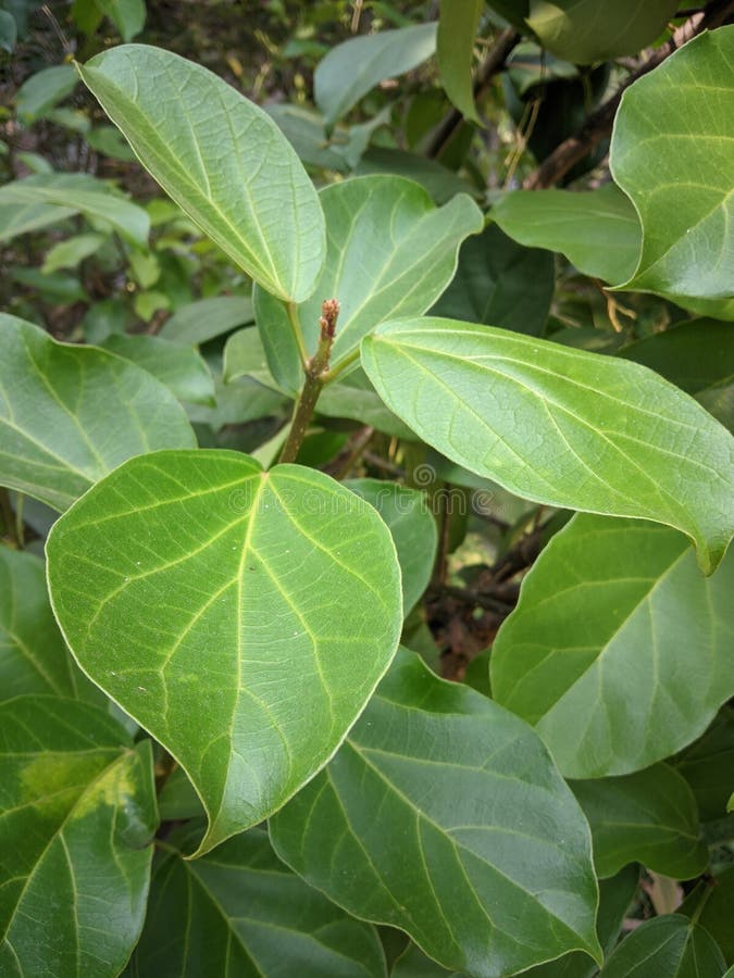 Grass jelly plant leaves stock photo. Image of jelly - 282111272