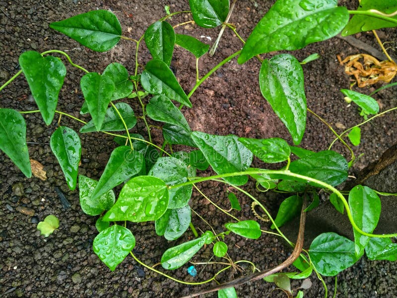 Grass Jelly is a Plant Whose Leaves Can Become Thick for Drinking ...