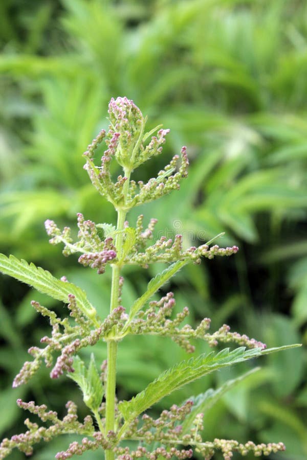 Grass kopriva stock photo. Image of species, greenery - 93177502
