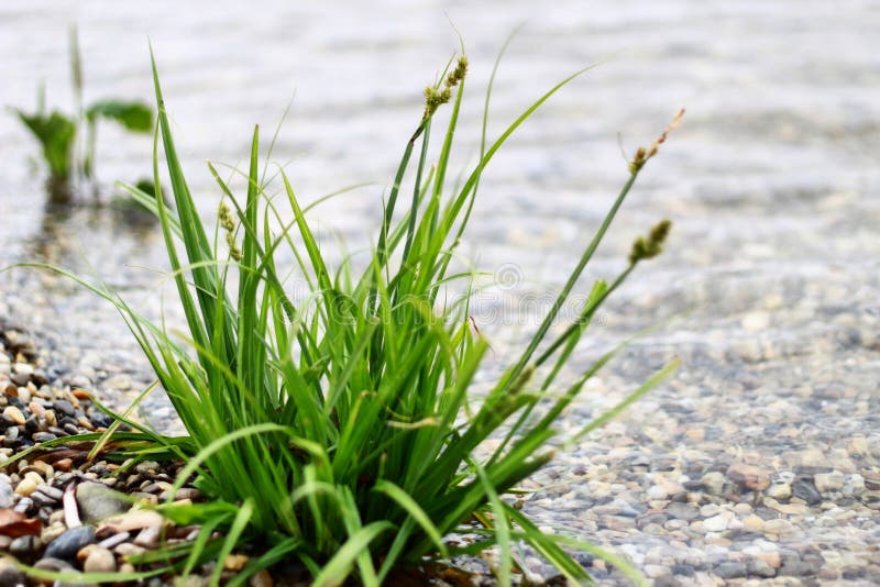 Grass on lakeside stock image. Image of green, stones - 118972429