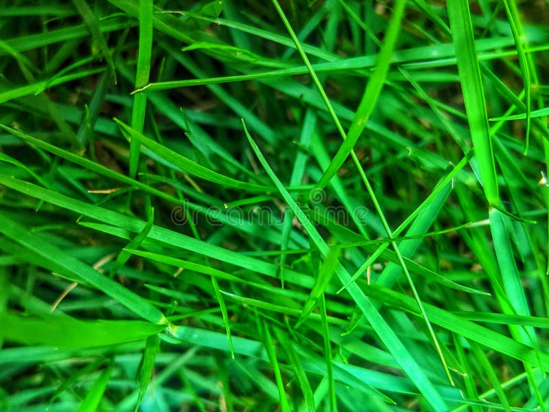 Grass in the land stock photo. Image of line, produce - 221921674