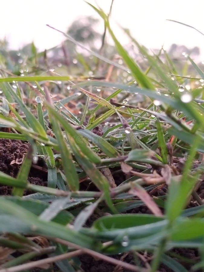 Grass in land stock image. Image of lawn, leaf, flower - 275188325