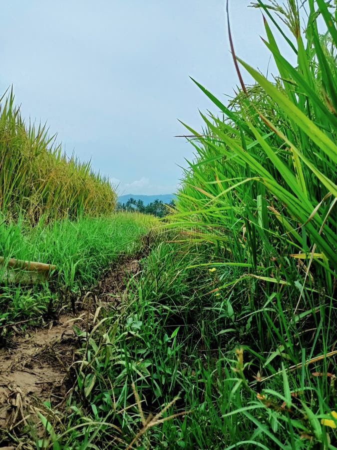 Grass Land Field Views Green Morning Stock Image - Image of grassland ...