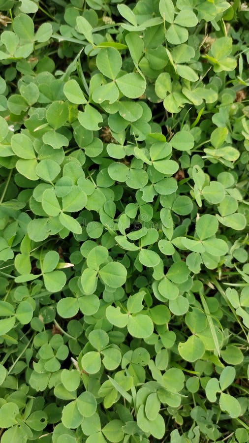 Grass Land Green Valley Summer Stock Image - Image of land, summer ...