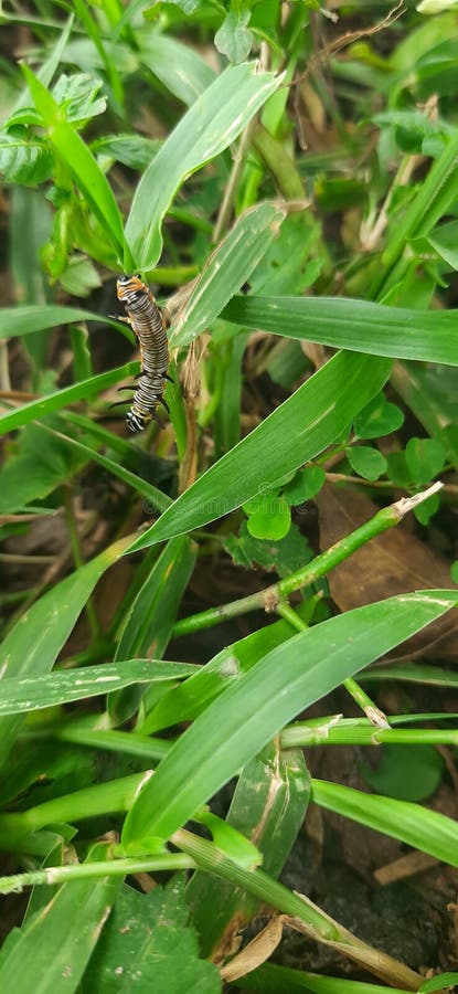 Grass land insect in india stock image. Image of india - 202529609