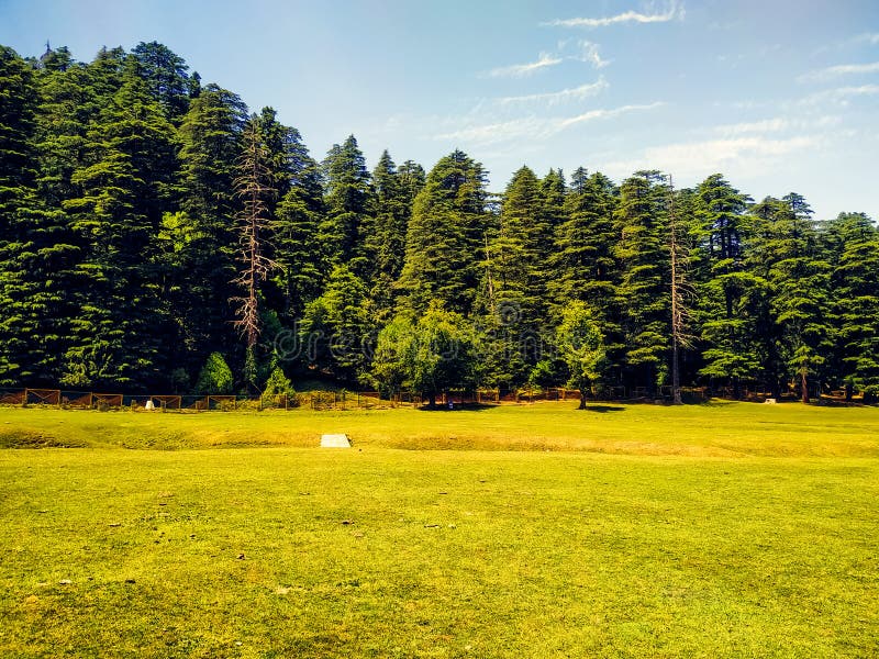 Grass Landscape with Pine Trees Stock Photo - Image of beautiful, hill ...