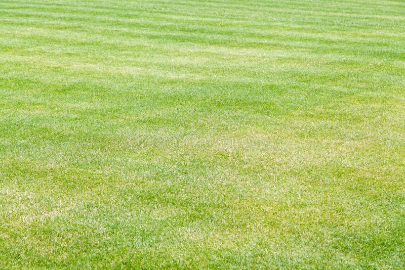 Grass lawn stock image. Image of grassland, land, outdoor - 36654337