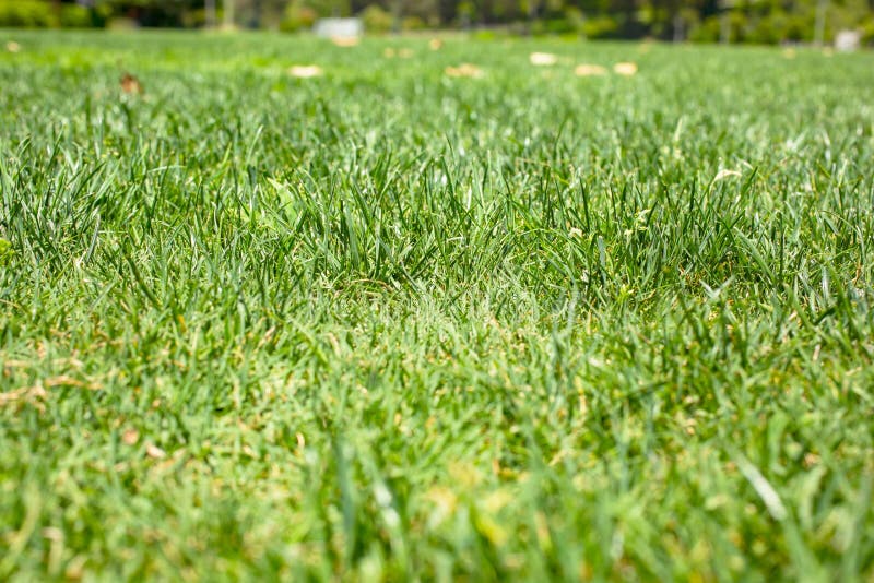 Grass lawn stock photo. Image of grass, place, exterior - 187461978