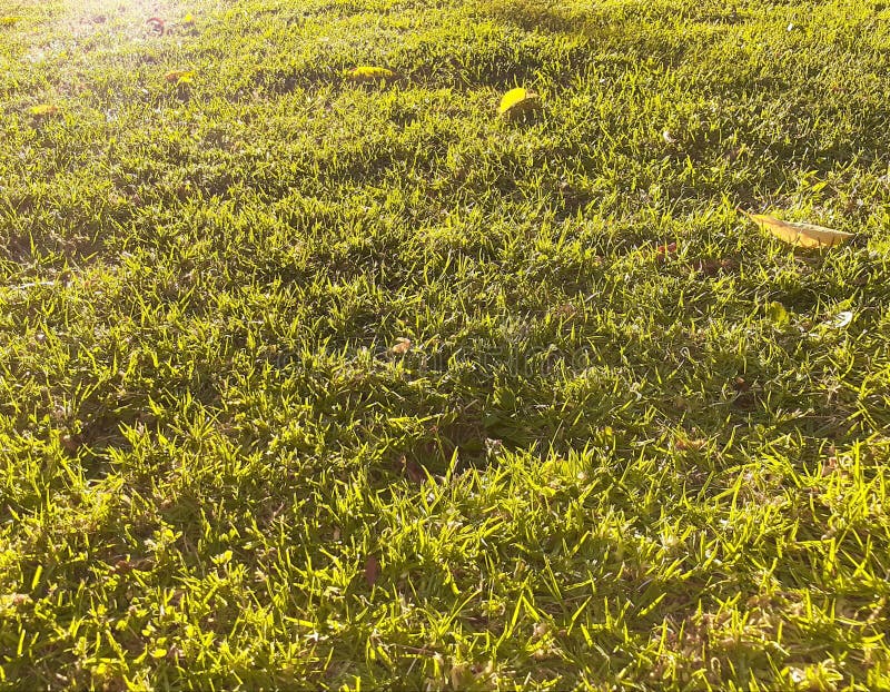 Grass Lawn Sunshine Front Yard Stock Photo - Image of yard, lawn: 206795120