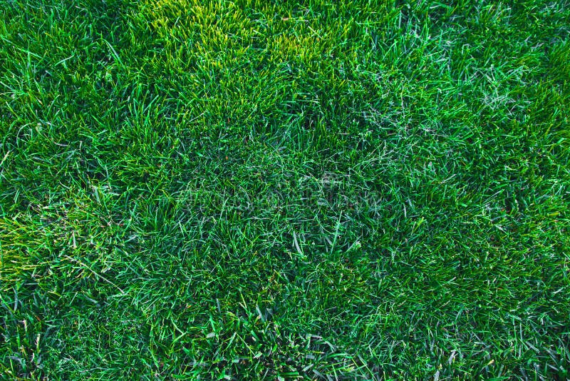 Green Grass Lawn Court In The Garden View Stock Photo - Image of deptor ...