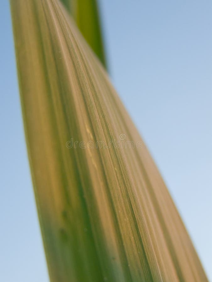 Grass leaf stock image. Image of leaves, leave, side - 97648883