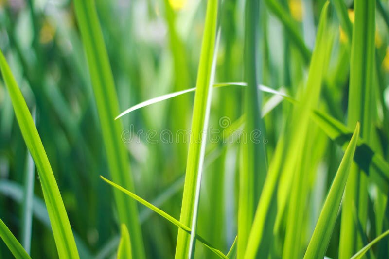 Grass Leaf Backdrop Wallpaper Stock Photo - Image of flora, grow: 184308982