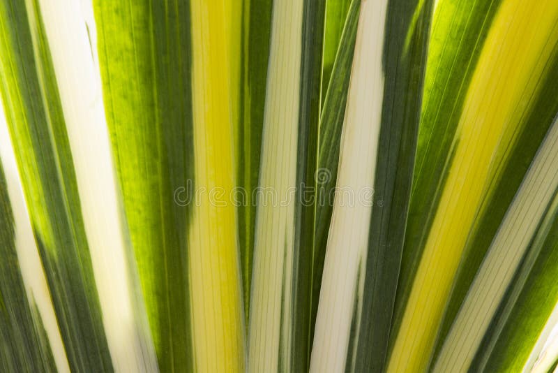 Grass leaf line texture stock image. Image of garden - 54798603