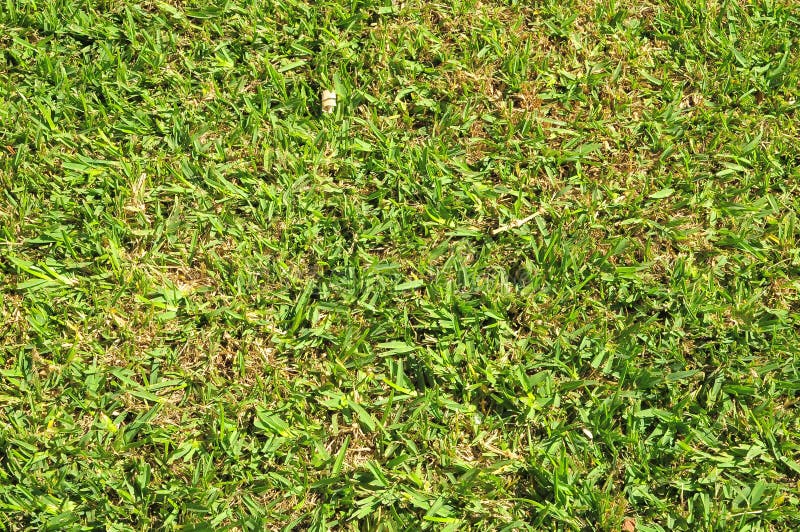 Grass Leaf Texture stock photo. Image of grow, gardening - 35559686