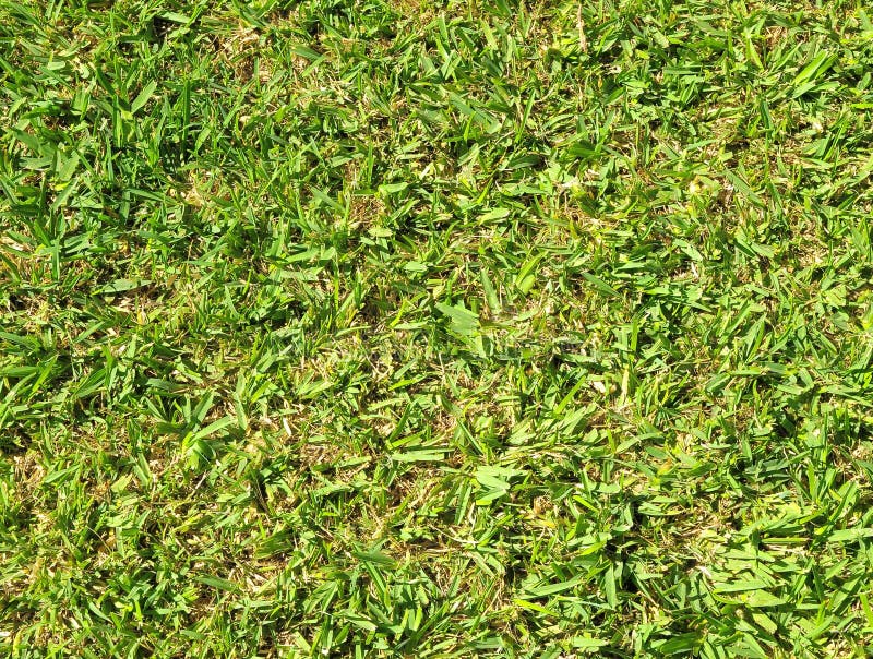 Grass Leaf Texture stock photo. Image of seamless, freshness - 243888318