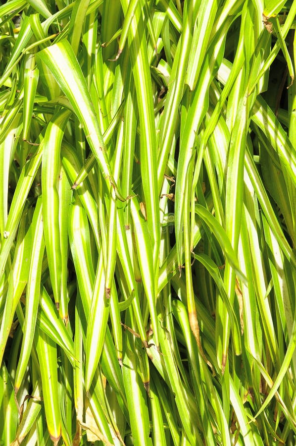Grass Leaf Texture stock photo. Image of grow, gardening - 35559686