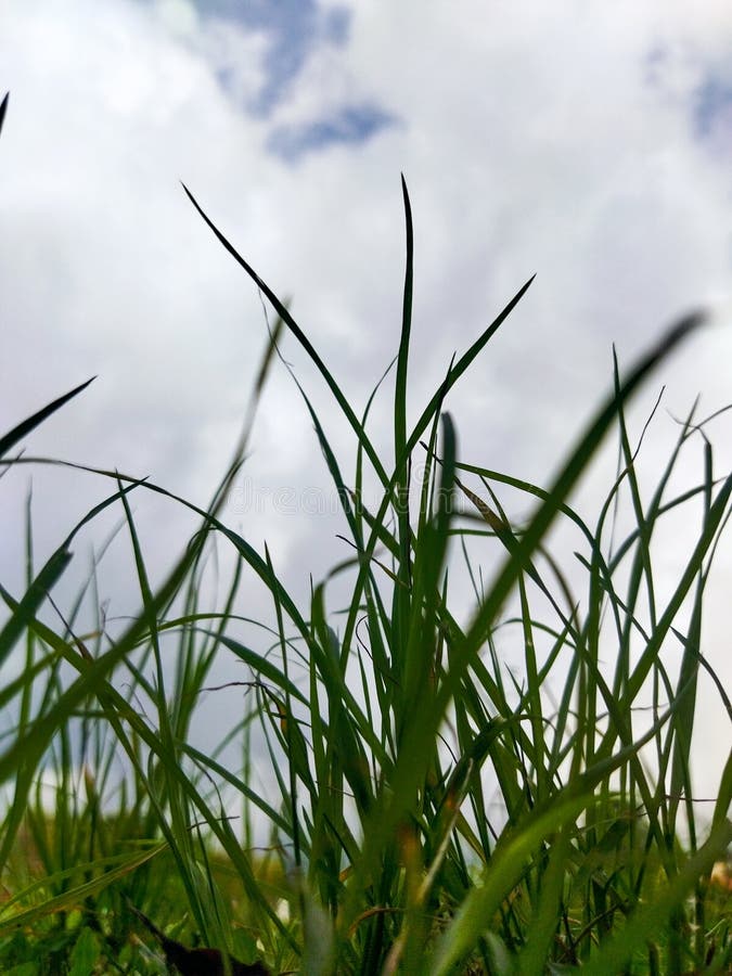 From the Grass we Learn that Even without Care it Can Still Grow Stock ...