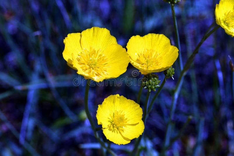 Grass-leaved Buttercup Ranunculus Gramineus, Yellow Flowering Plants ...