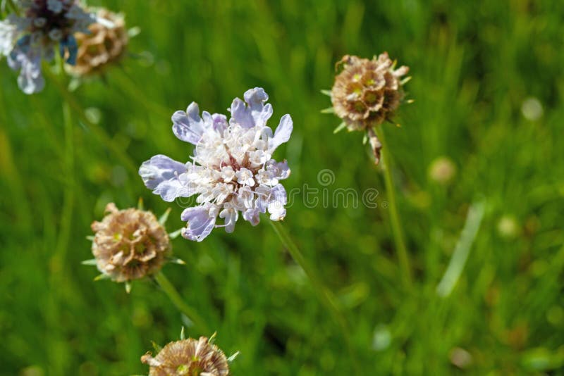 Grass Leaved Scabious, Scabiosa Graminifolia Stock Photo - Image of ...