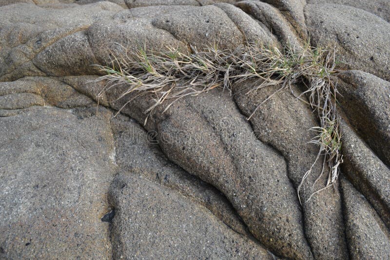 Grass and leaves on rocks stock photo. Image of rockpool - 47293598