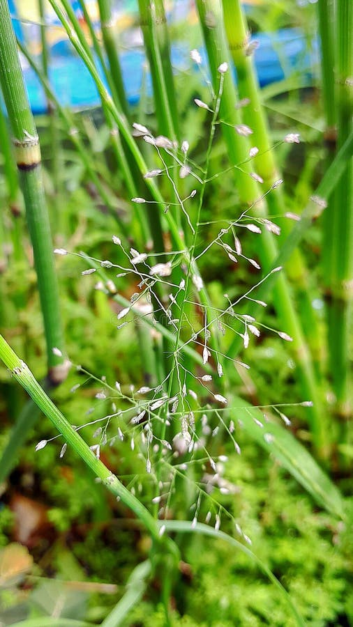 Grass Leaves are Very Small and White among Other Weeds Stock Image ...