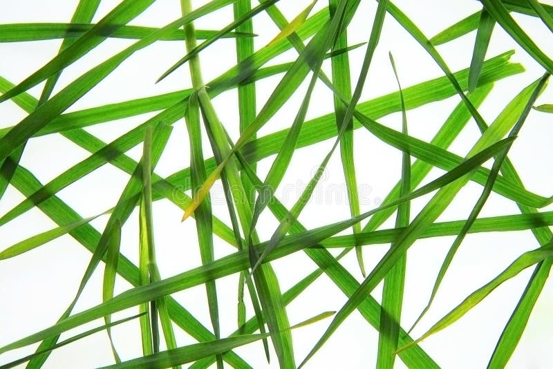 Grass on the light box stock photo. Image of leaf, grass - 2100594
