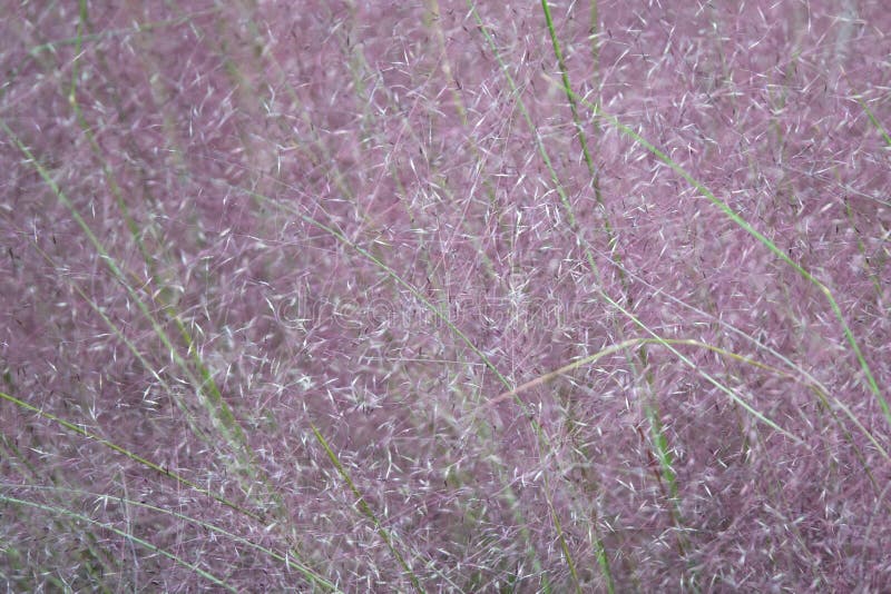 Grass in Light Purple Pastel Colors Stock Image - Image of fresh ...