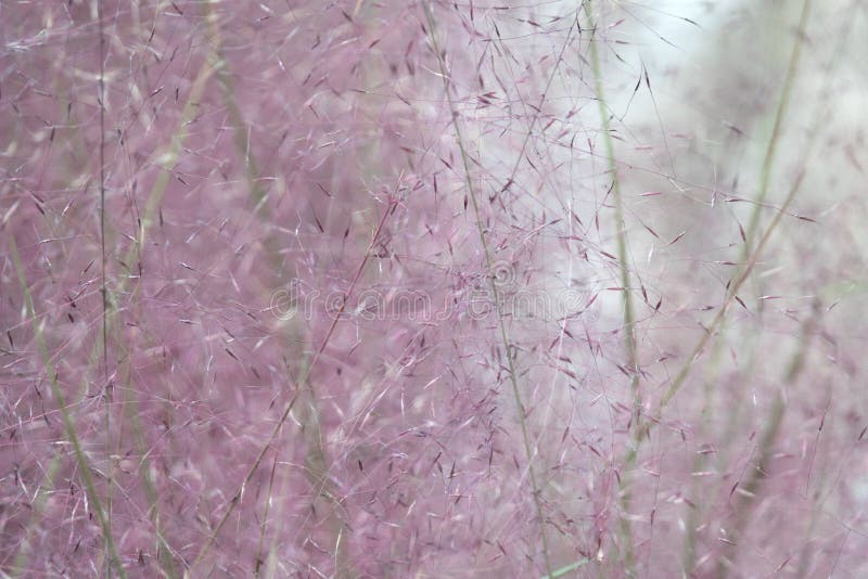 Grass in Light Purple Pastel Colors Stock Photo - Image of foliage ...