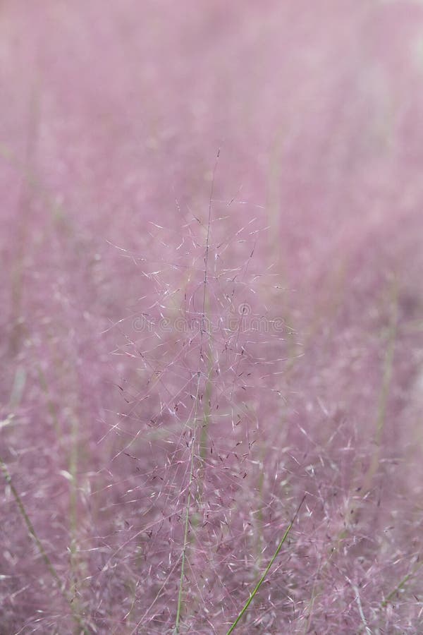 Grass in Light Purple Pastel Colors Stock Image - Image of abstract ...