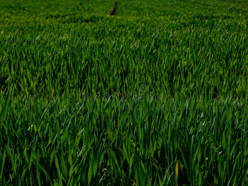Bright Green Grass - Structural Background Stock Photo - Image of plant ...