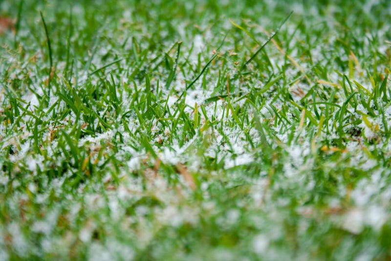 The White Fluff Gently Covered the Grass Growing on the Meadow. Spring ...