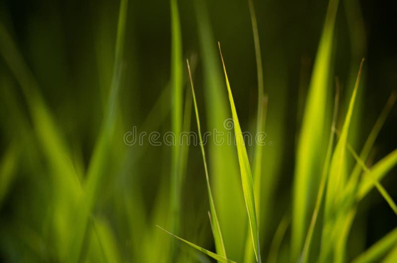 Grass lights shadow stock photo. Image of simple, evening - 221862108