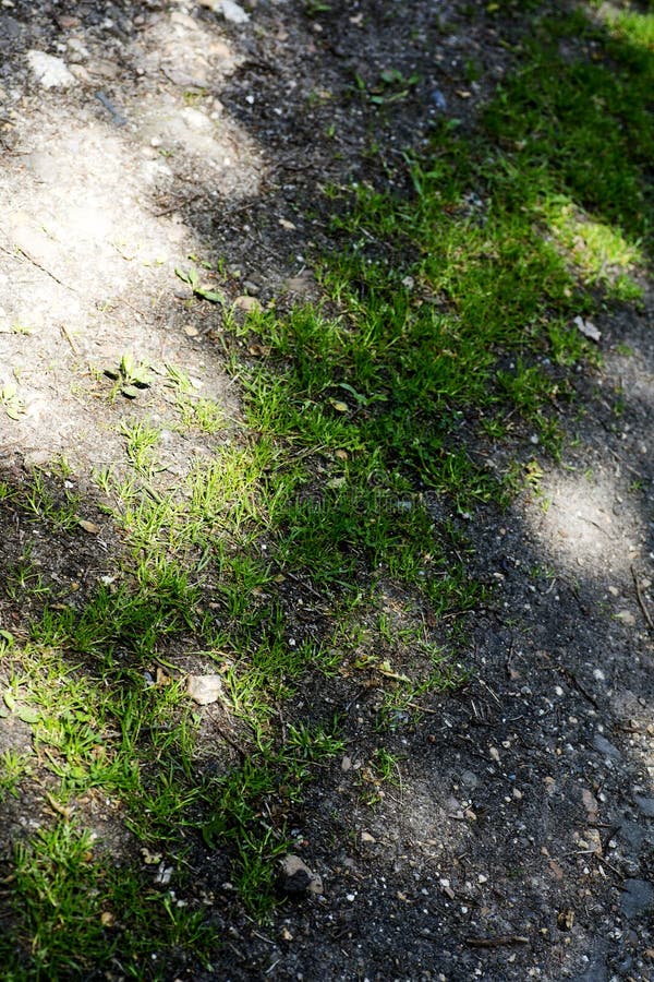 Grass Lines Macro Abstract Background 50,6 Megapixels 6480 with 4320 ...