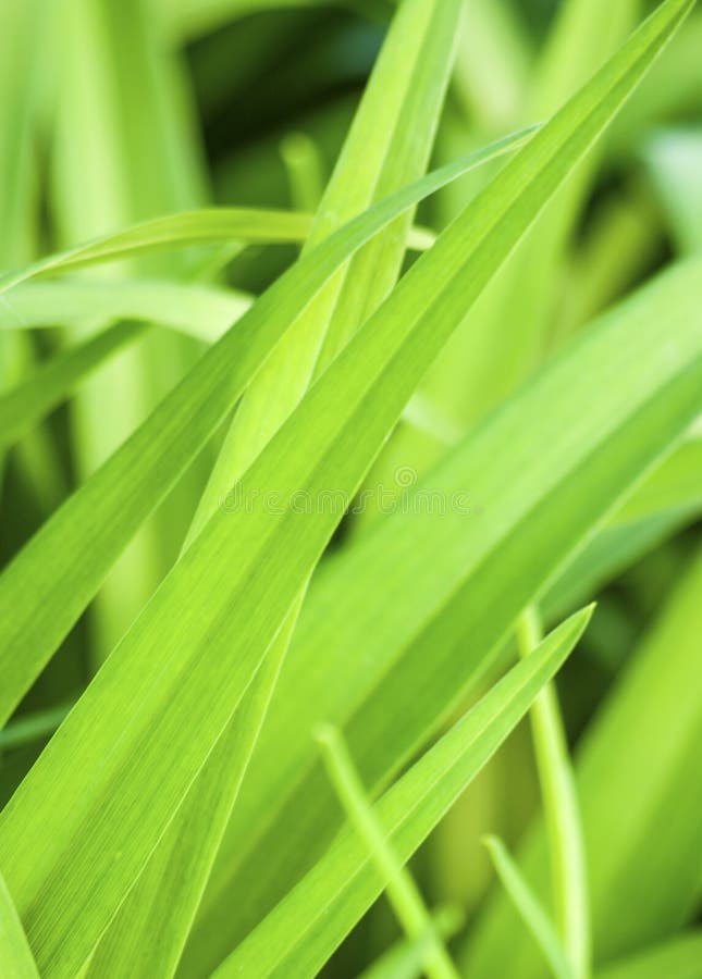 Grass lines and shadows stock photo. Image of moist, growing - 43241296