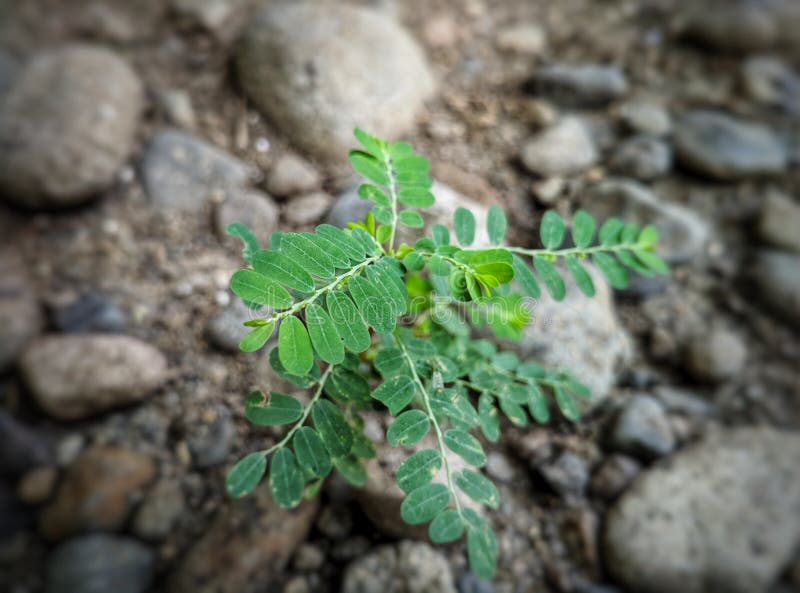 Grass lives alone stock image. Image of branch, soil - 202045705
