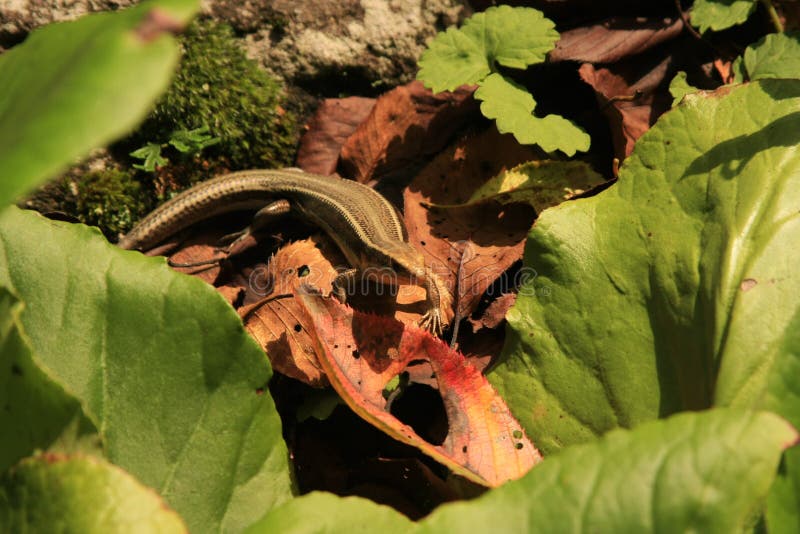 Grass lizard stock photo. Image of emerging, plant, leaf - 260858820