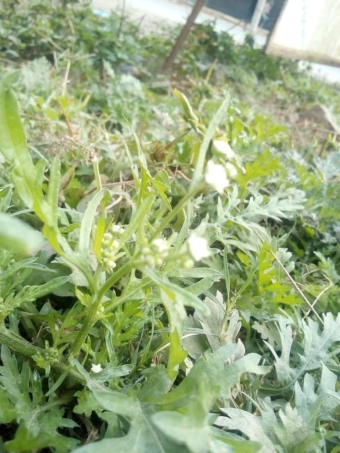 Grass always Looking Beautiful Element Stock Image - Image of garden ...