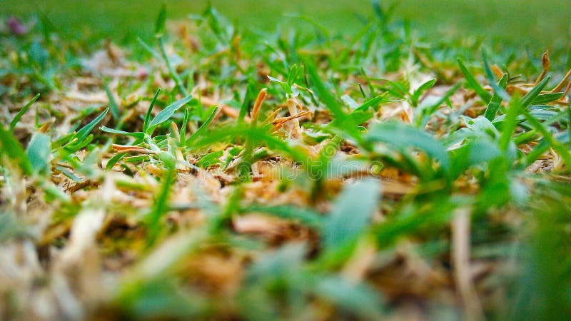 Grass stock image. Image of green, grass, angle, view - 130603437