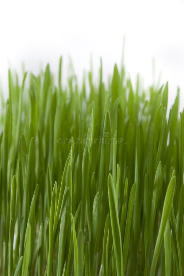 Grass macro stock photo. Image of fresh, macro, natural - 7276768