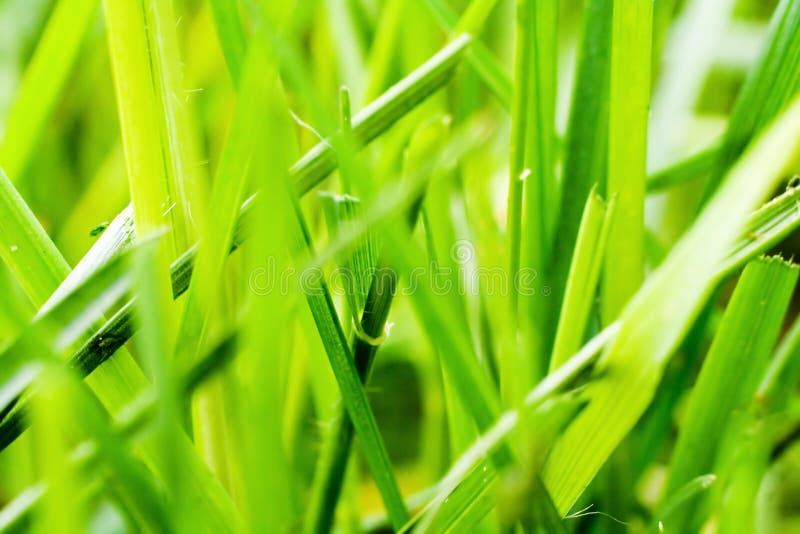 Grass macro stock image. Image of mower, green, grow, macro - 829903