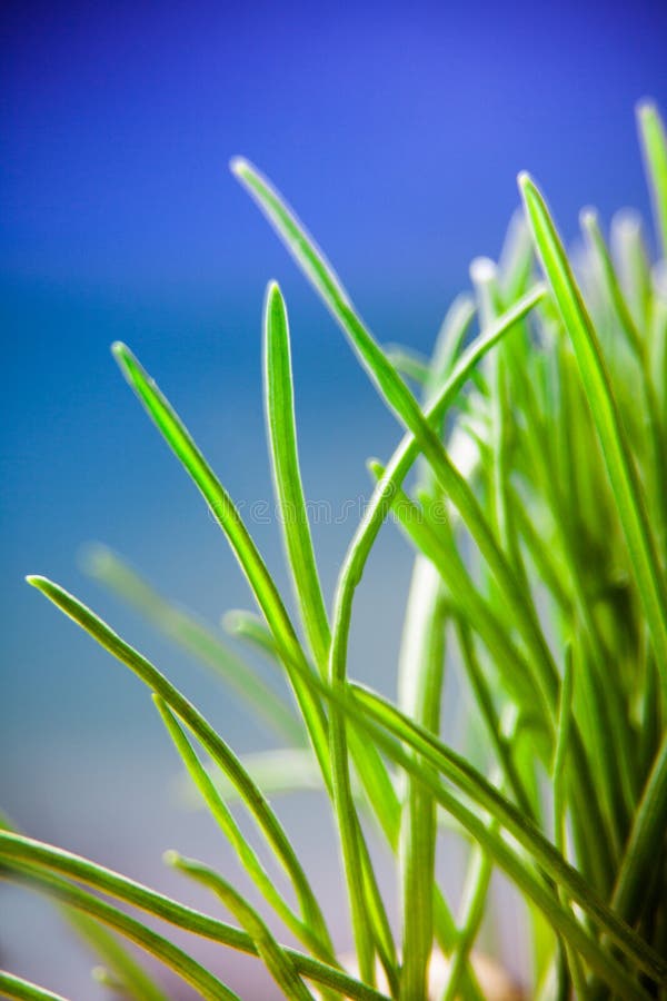 Grass Macro Natural Background Stock Photo - Image of macro, natural ...