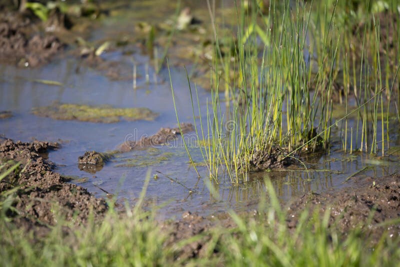 Grass in a Marsh stock photo. Image of marsh, beauty - 291168518