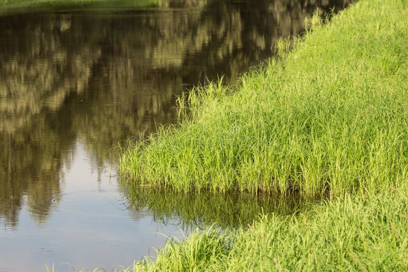 Grass on the marshy banks stock image. Image of tranquil - 36224227
