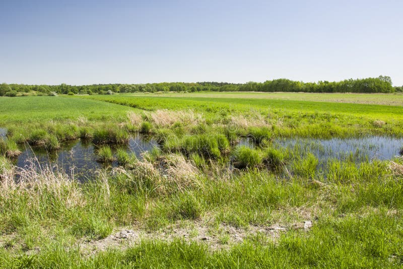 Grass in Marshy Meadows, Fields and Blue Sky Stock Image - Image of ...