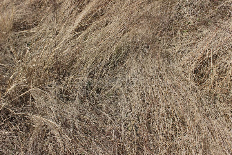 Grass Material Texture Map on the Ground Stock Image - Image of ...