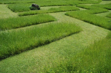 Grass maze 2 stock image. Image of lost, greenery, maze - 865899
