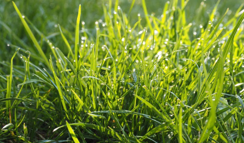 Grass or Meadow Background, Natural Header or Banner Stock Image ...
