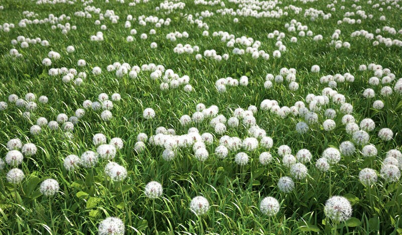 Grass Meadow, Bird Eye View, Plenty of Dandelion Flowers. Stock Image ...