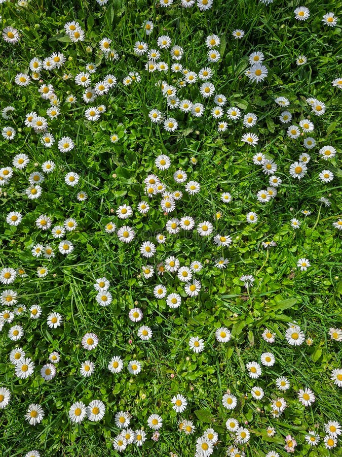 Grass Meadow with Daisy Flowers in the Grass Stock Image - Image of ...
